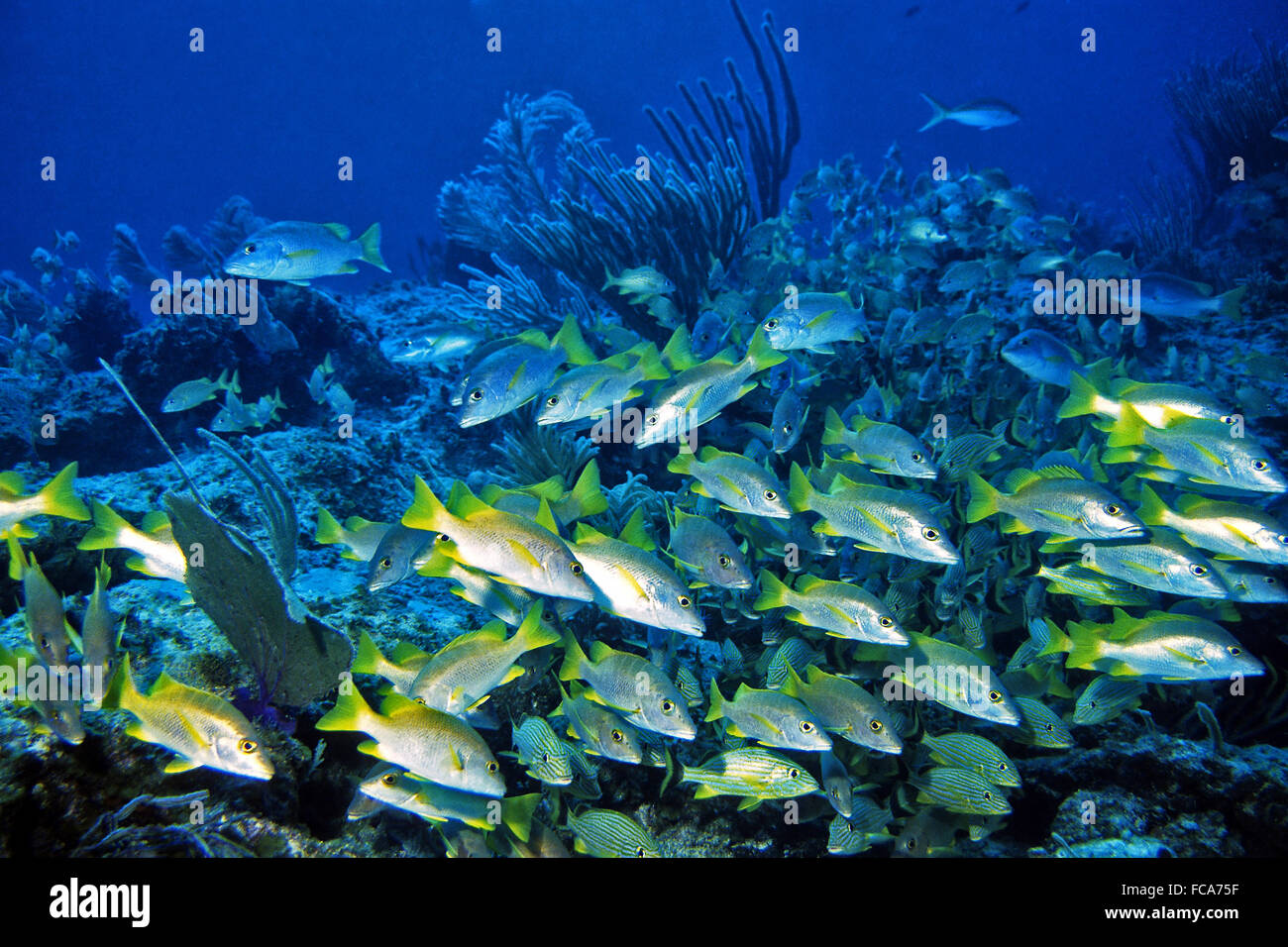 Snapper fish swimming caribbean hi-res stock photography and images - Alamy