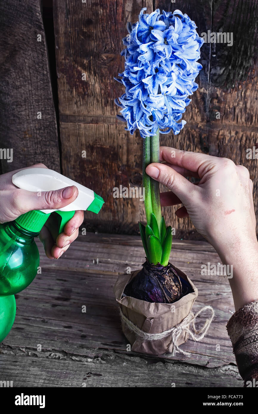 Watering flower bud hi-res stock photography and images - Alamy