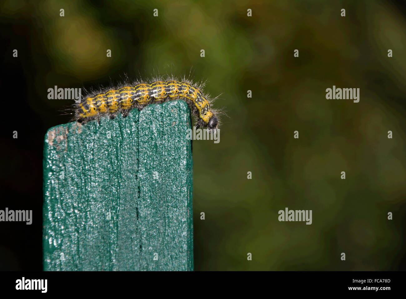 Oak moth hi-res stock photography and images - Alamy