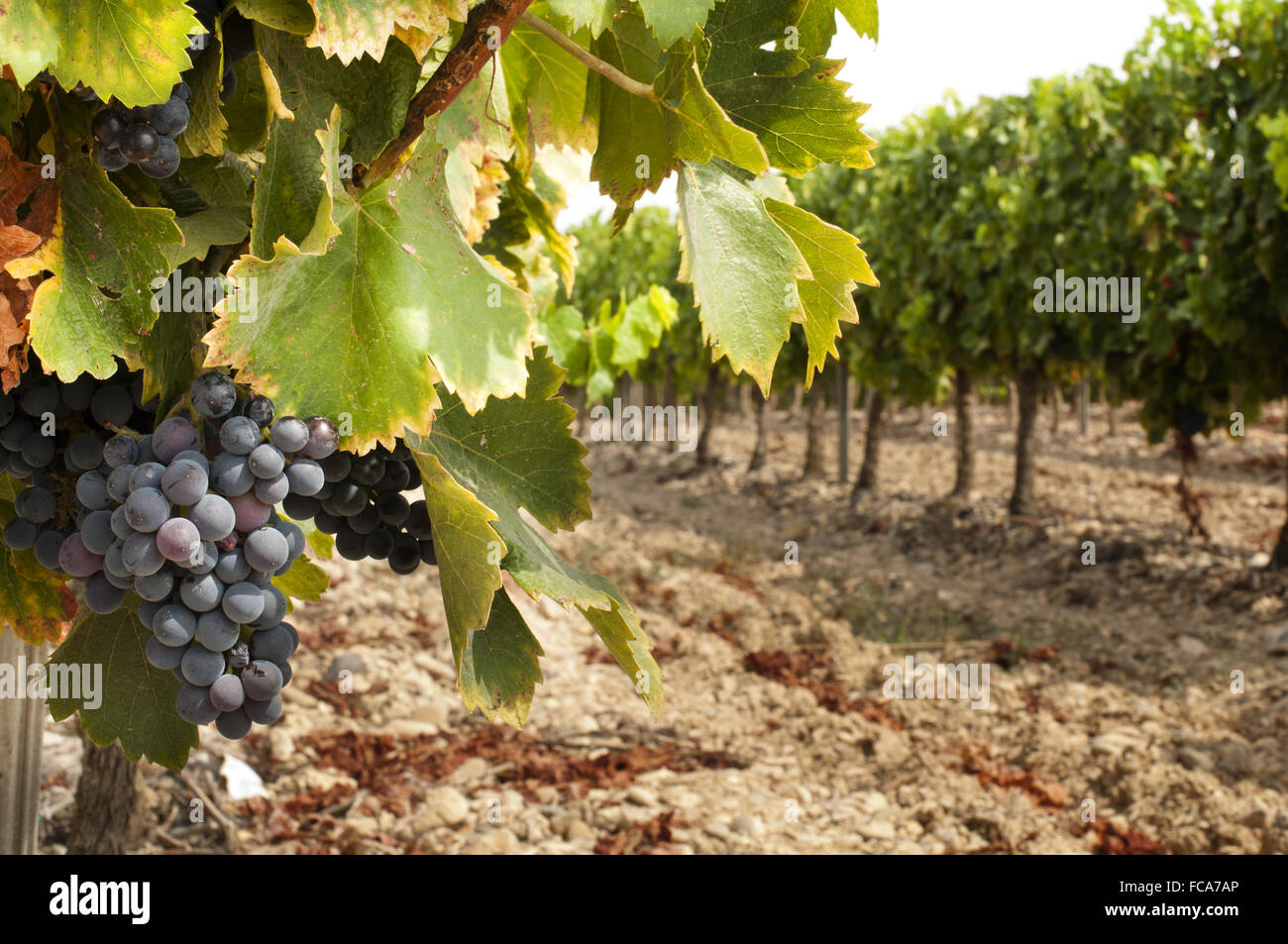 Vineyards in rows Stock Photo - Alamy