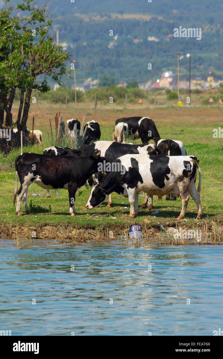 Cows on the River Stock Photo - Alamy