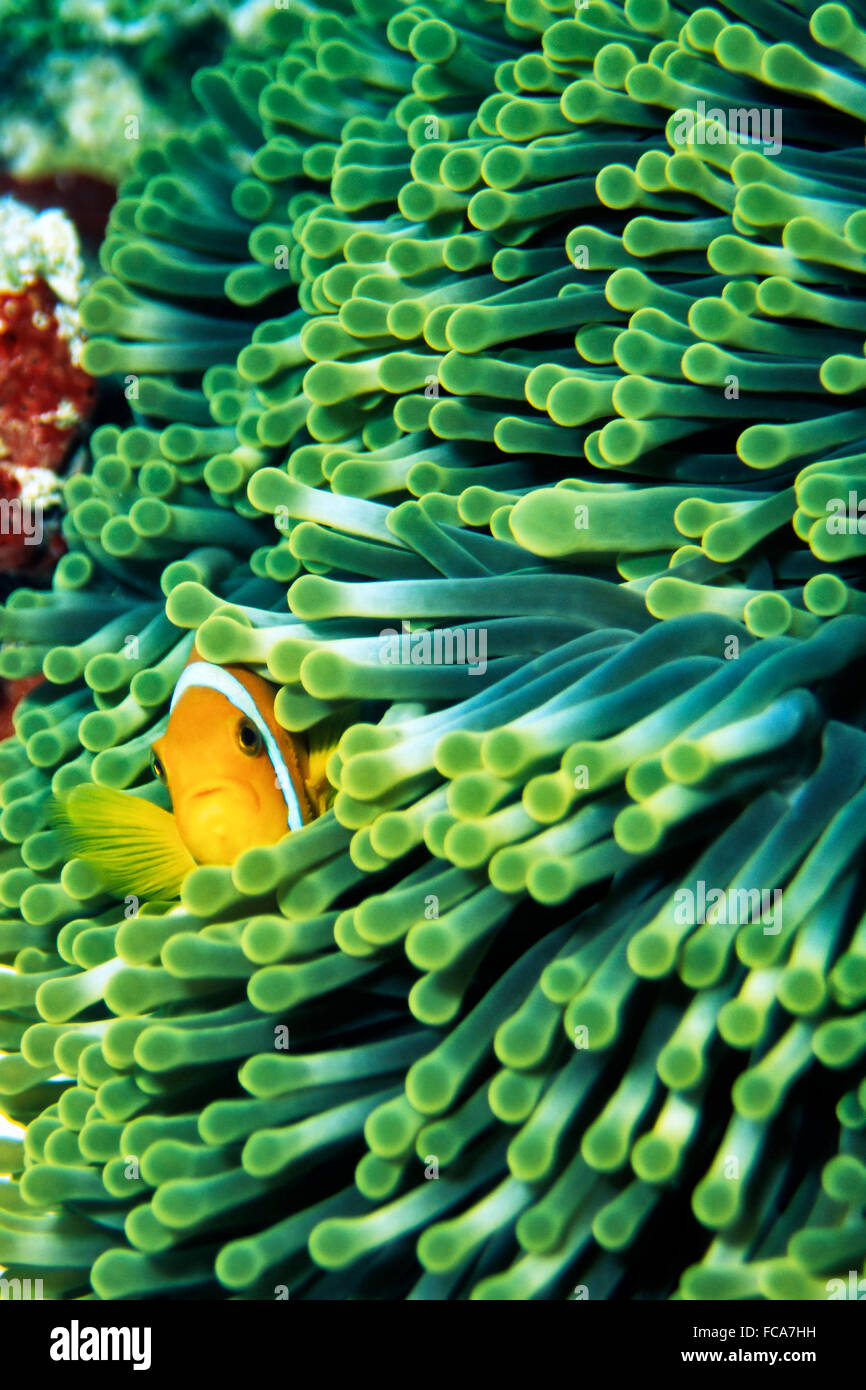 Indian anemonefish hi-res stock photography and images - Alamy