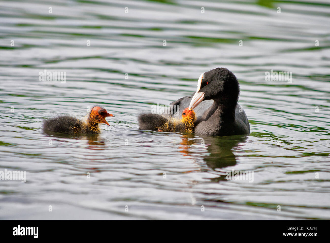 Juvenile coots feeding hi-res stock photography and images - Alamy