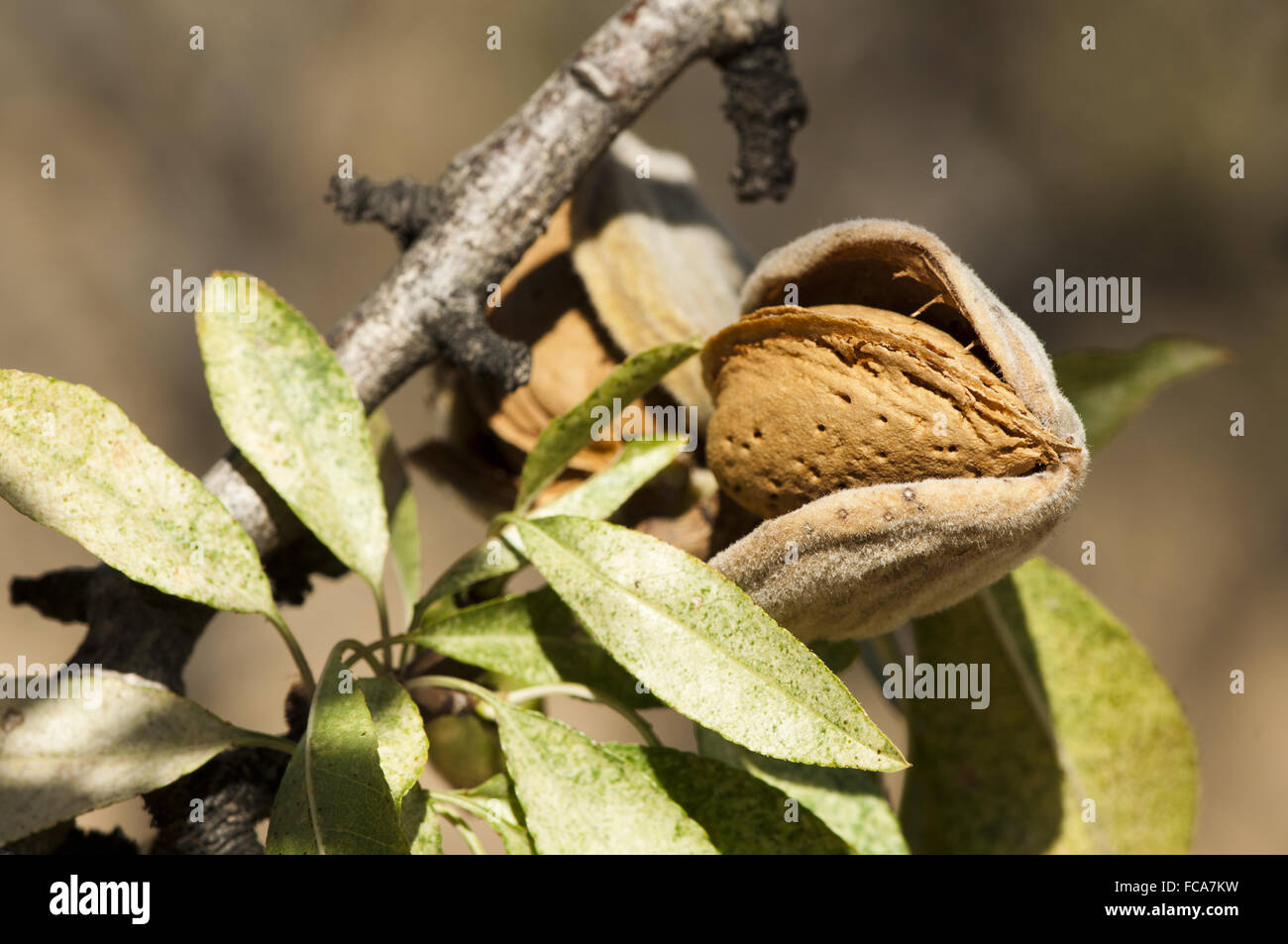 Nearly ripe almonds Stock Photo - Alamy Nearly ripe almonds Stock Photo - Alamy