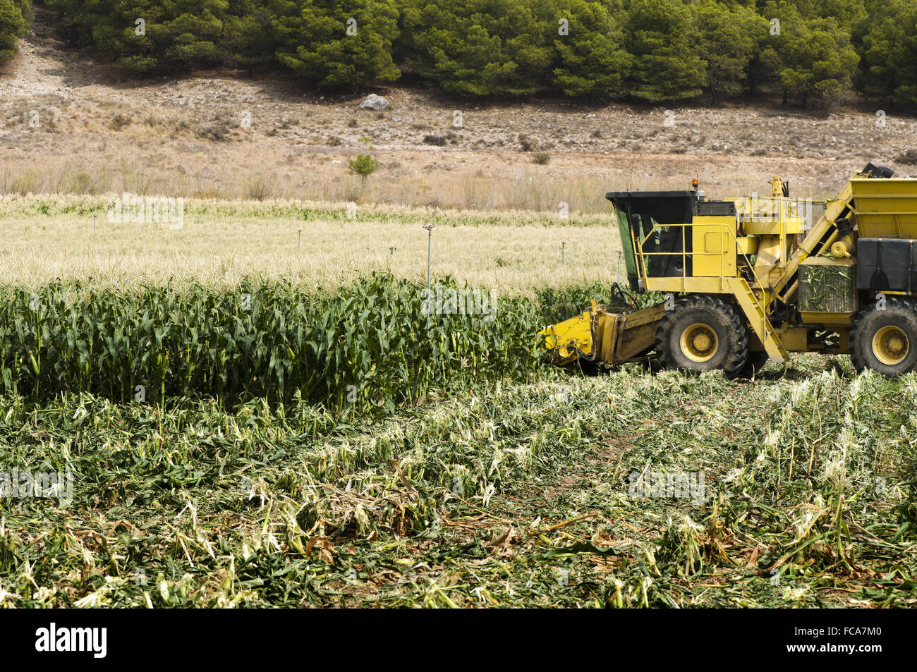 Harvester reaps corn Stock Photo - Alamy