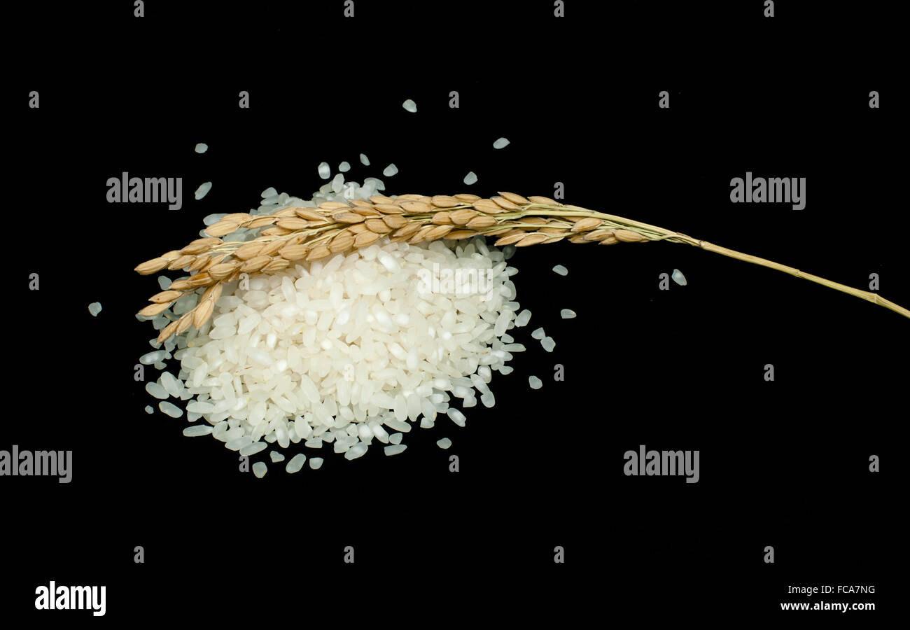 Rice baldo and branch Stock Photo - Alamy