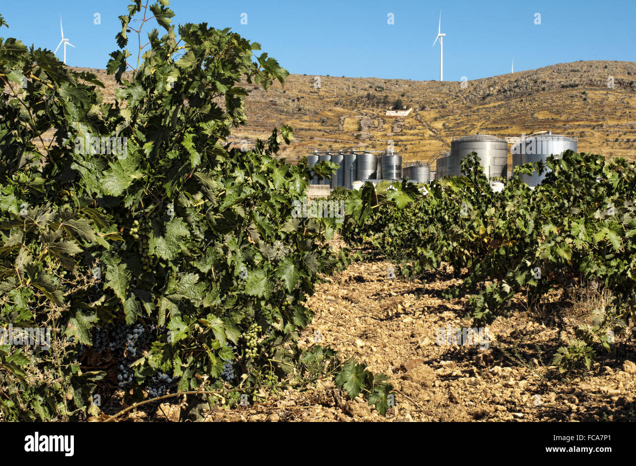Vineyards and winery factory Stock Photo - Alamy