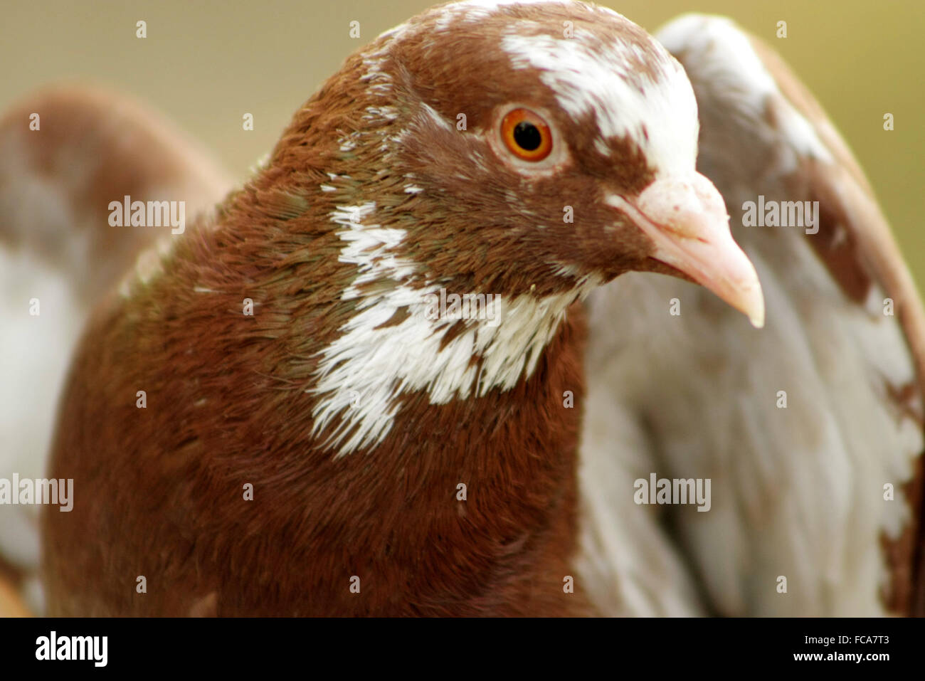 Homing bird hi-res stock photography and images - Alamy