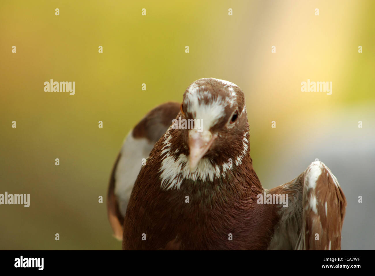Homing pigeon hi-res stock photography and images - Alamy