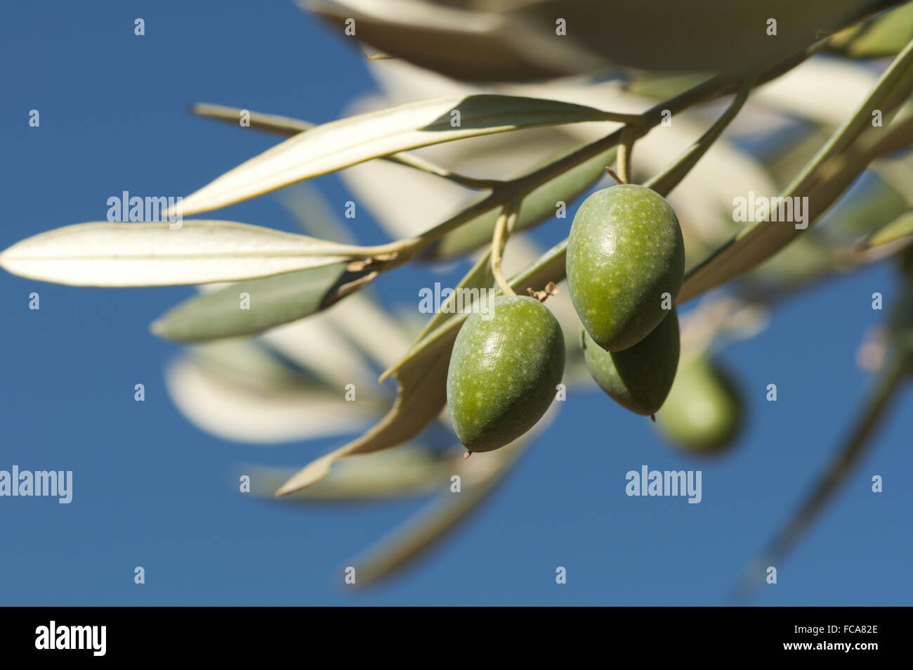 Olive br hi-res stock photography and images - Alamy