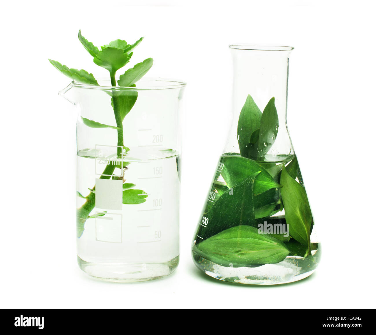 Bio technology in laboratory Cut Out Stock Images & Pictures - Alamy