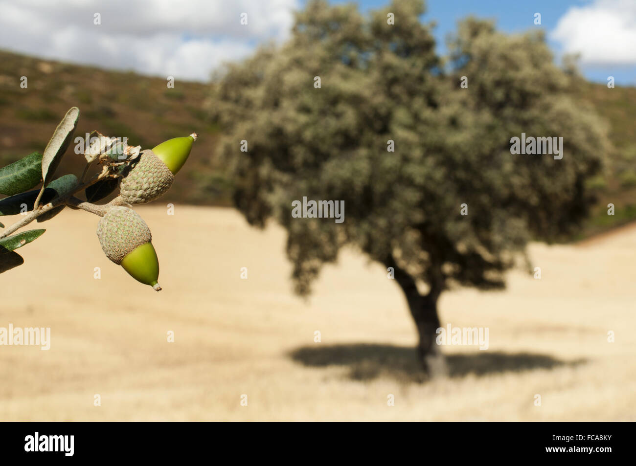 Acorns tree and arcon Stock Photo - Alamy