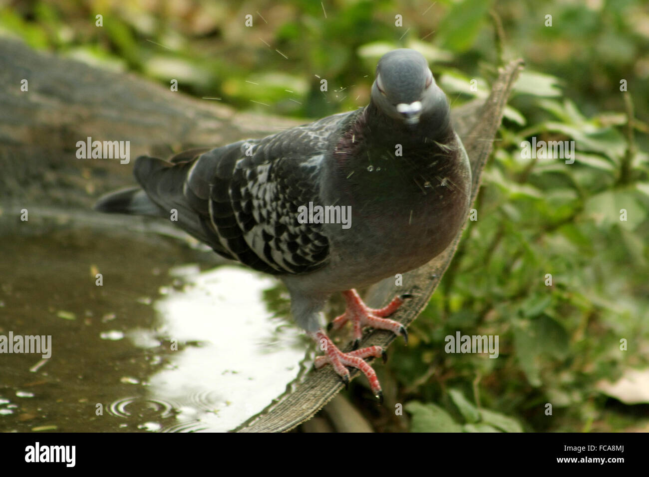 Domestic homing pigeon hi-res stock photography and images - Alamy