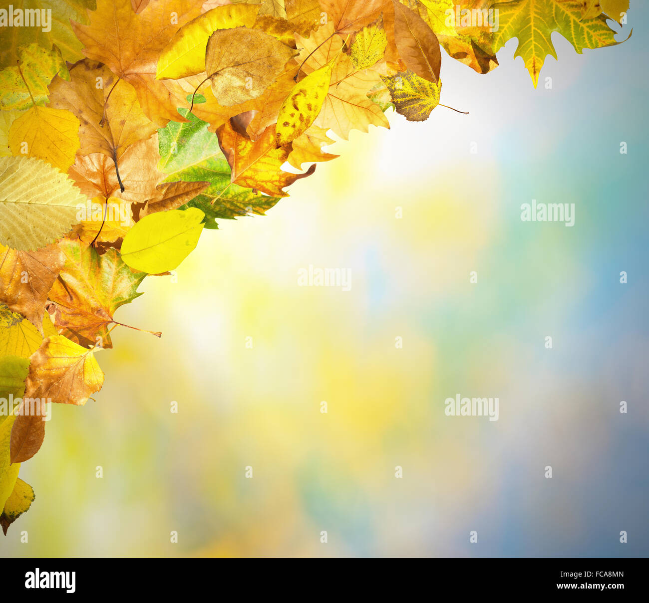 Border of autumn leaves Stock Photo - Alamy