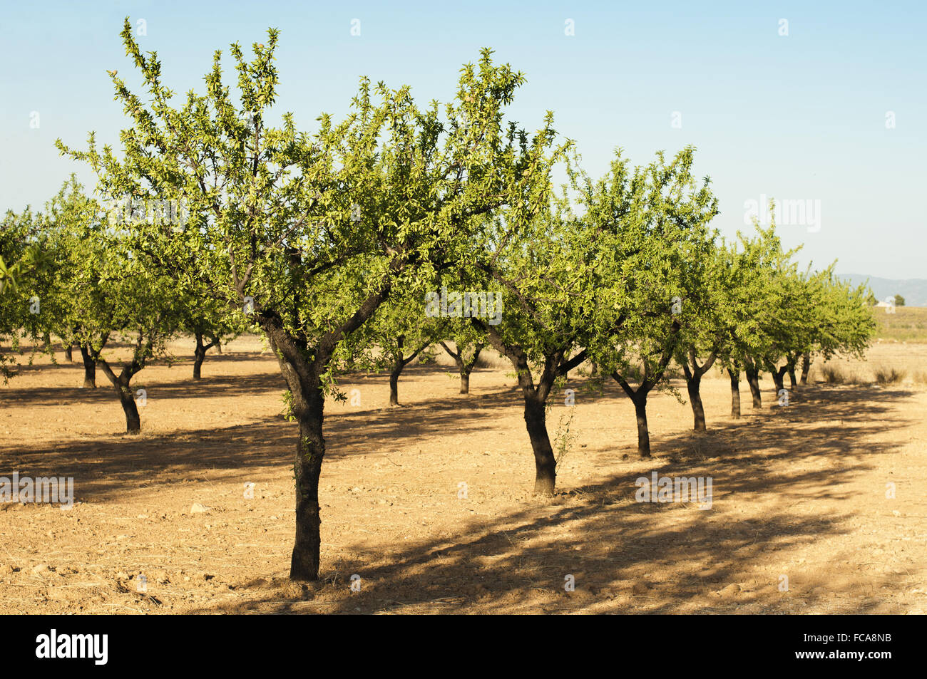 Almond plantation trees Stock Photo - Alamy