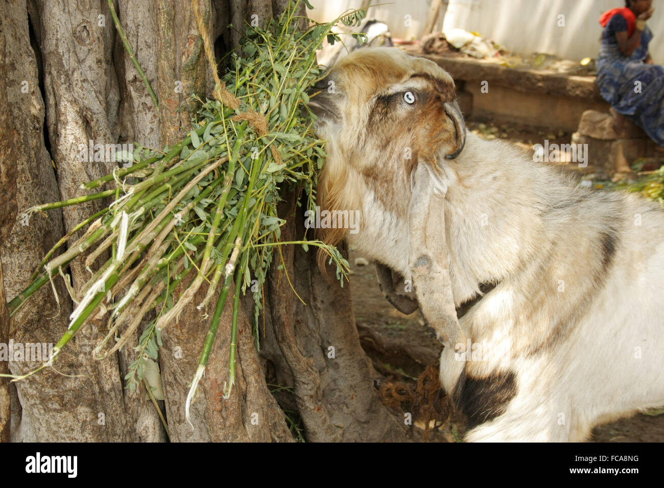 Indian goat hi-res stock photography and images - Alamy