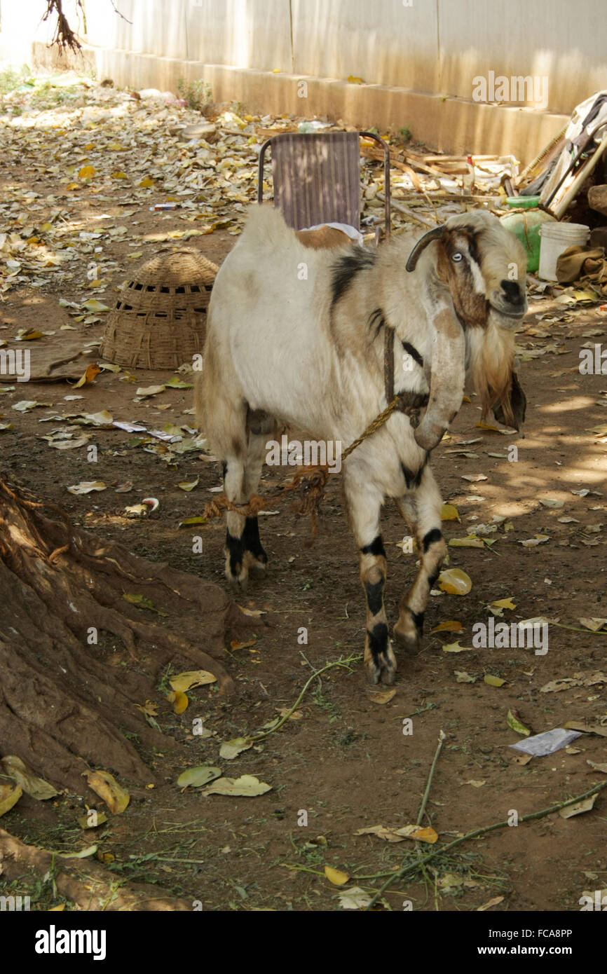 Indian goat hi-res stock photography and images - Alamy