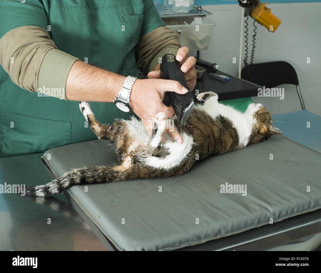 Cat coat cut Stock Photo - Alamy