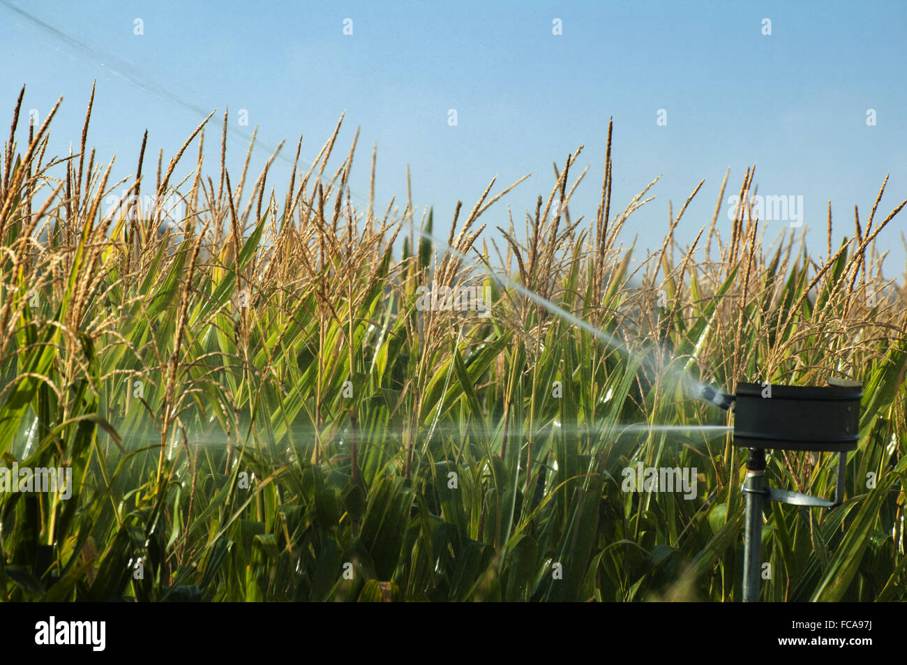 Watering the corn plantation Stock Photo - Alamy