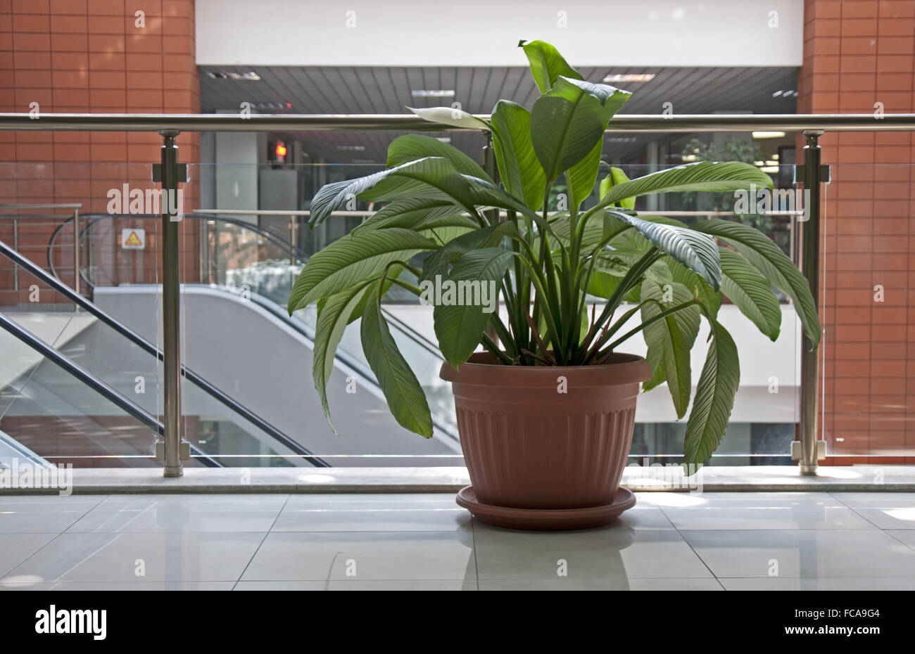 Office plants hi-res stock photography and images - Alamy