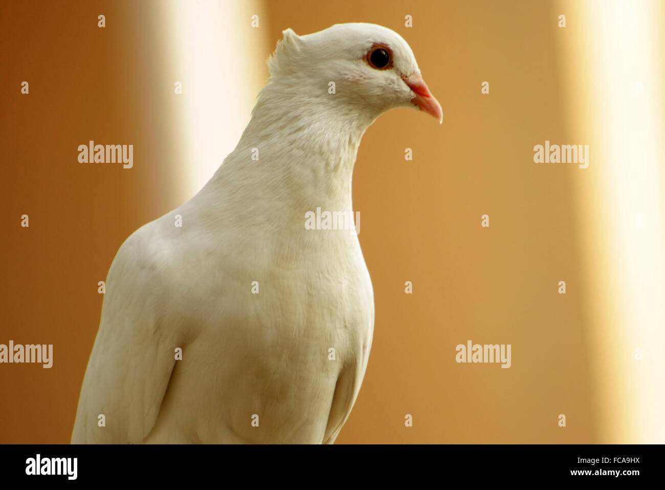 Racing pigeon sport hi-res stock photography and images - Alamy