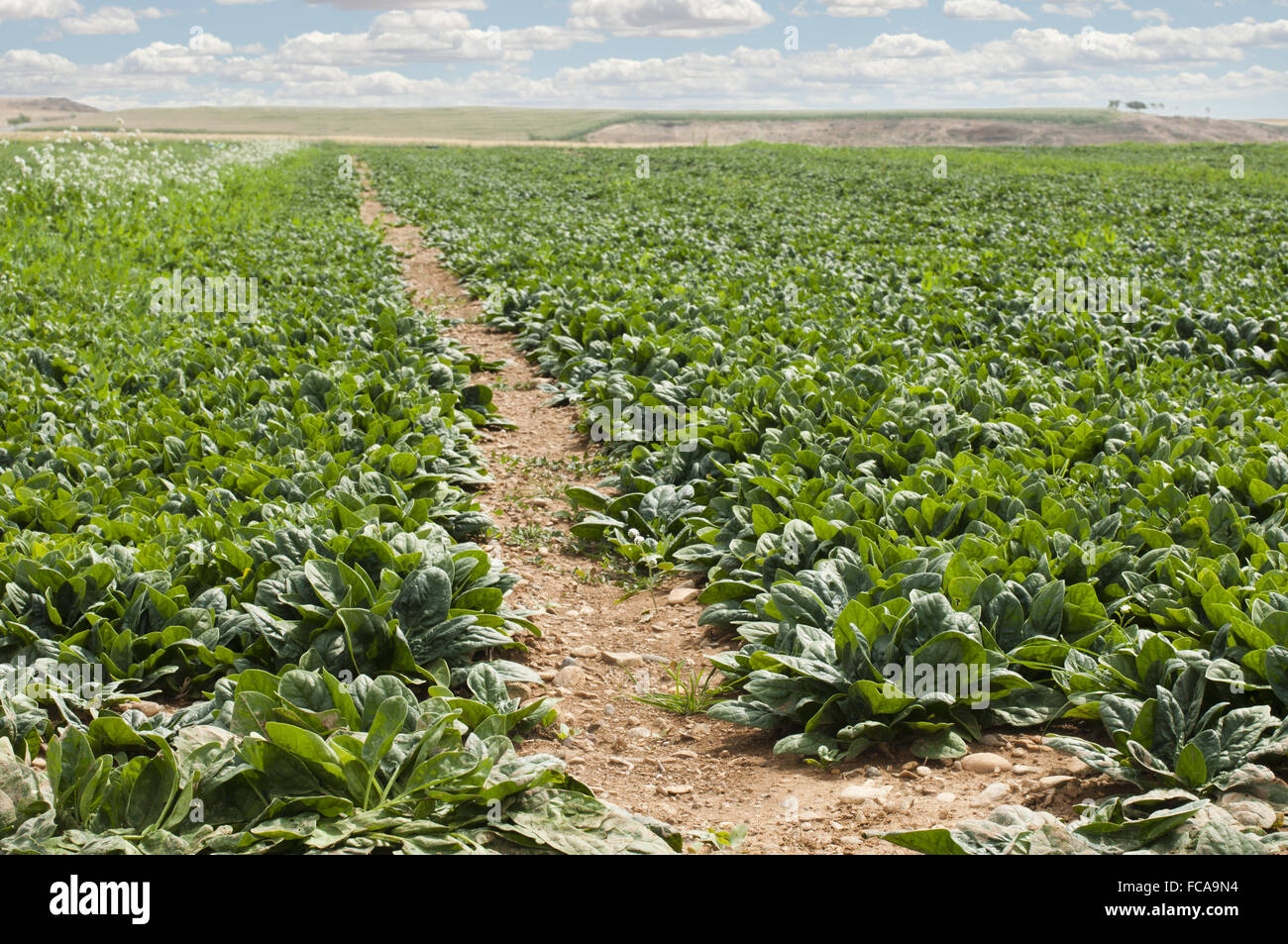 Spinach plantation hi-res stock photography and images - Alamy