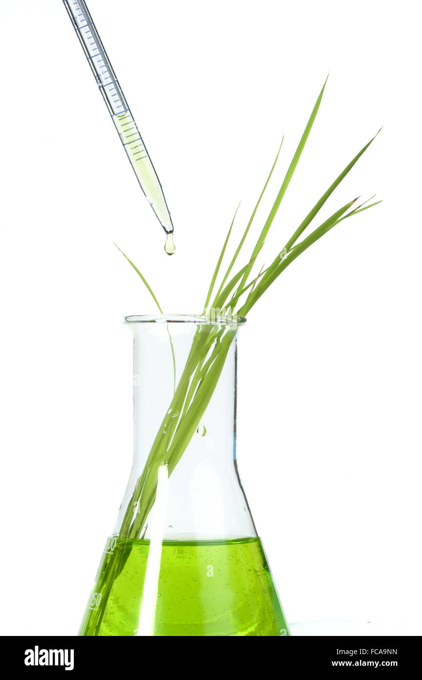 Green plants in laboratory equipment Stock Photo - Alamy