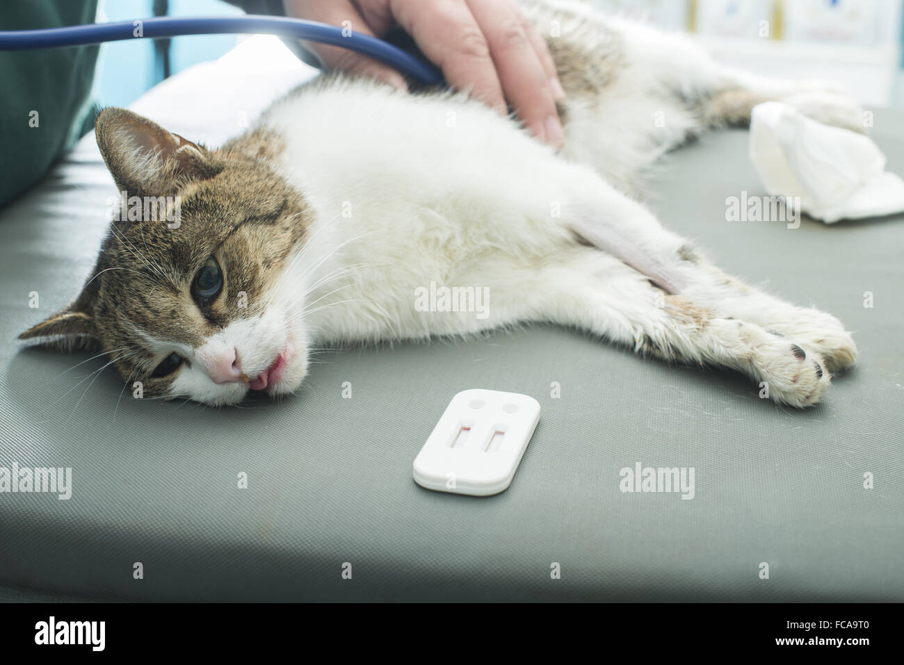 Veterinary Blood test Stock Photo - Alamy