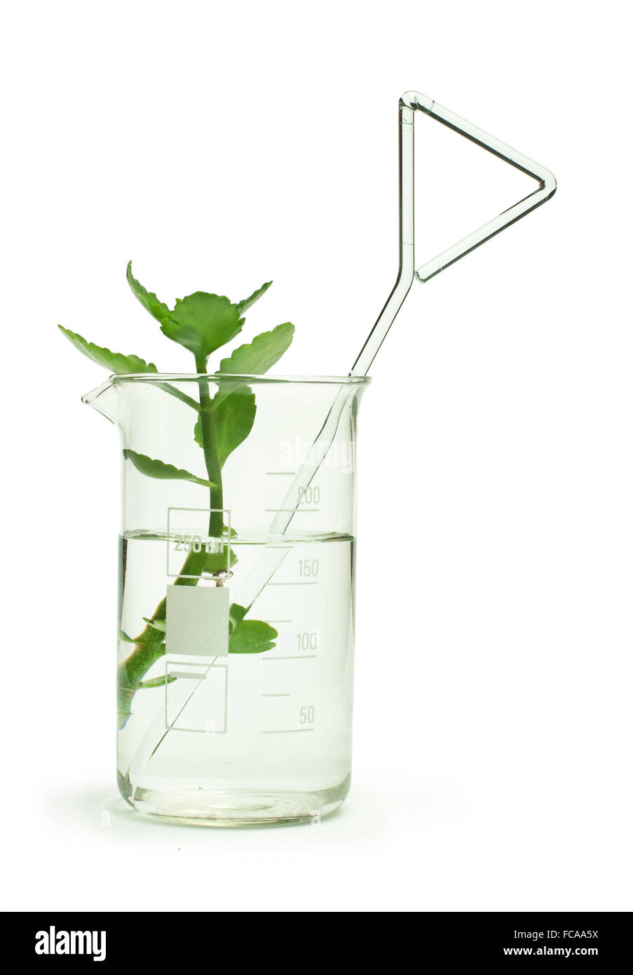 Green plants in laboratory equipment Stock Photo - Alamy