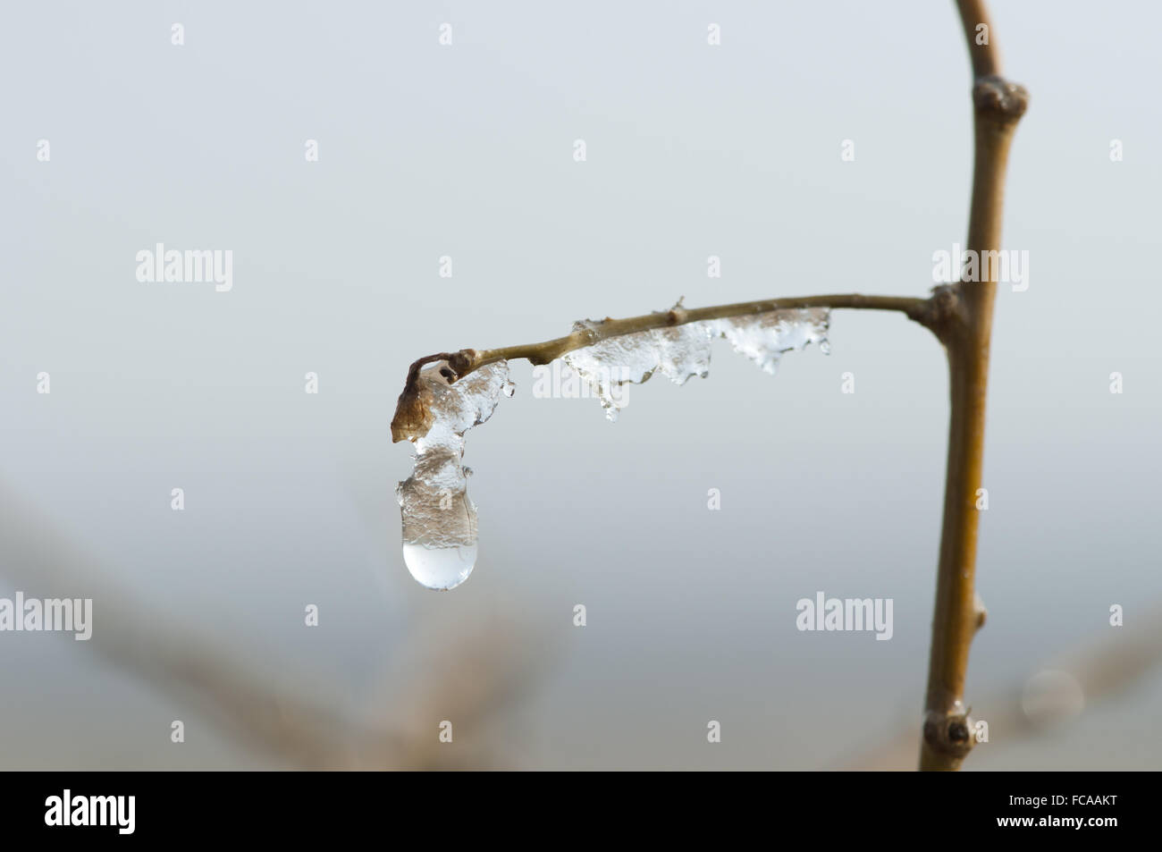 Frozen dew drops hi-res stock photography and images - Alamy