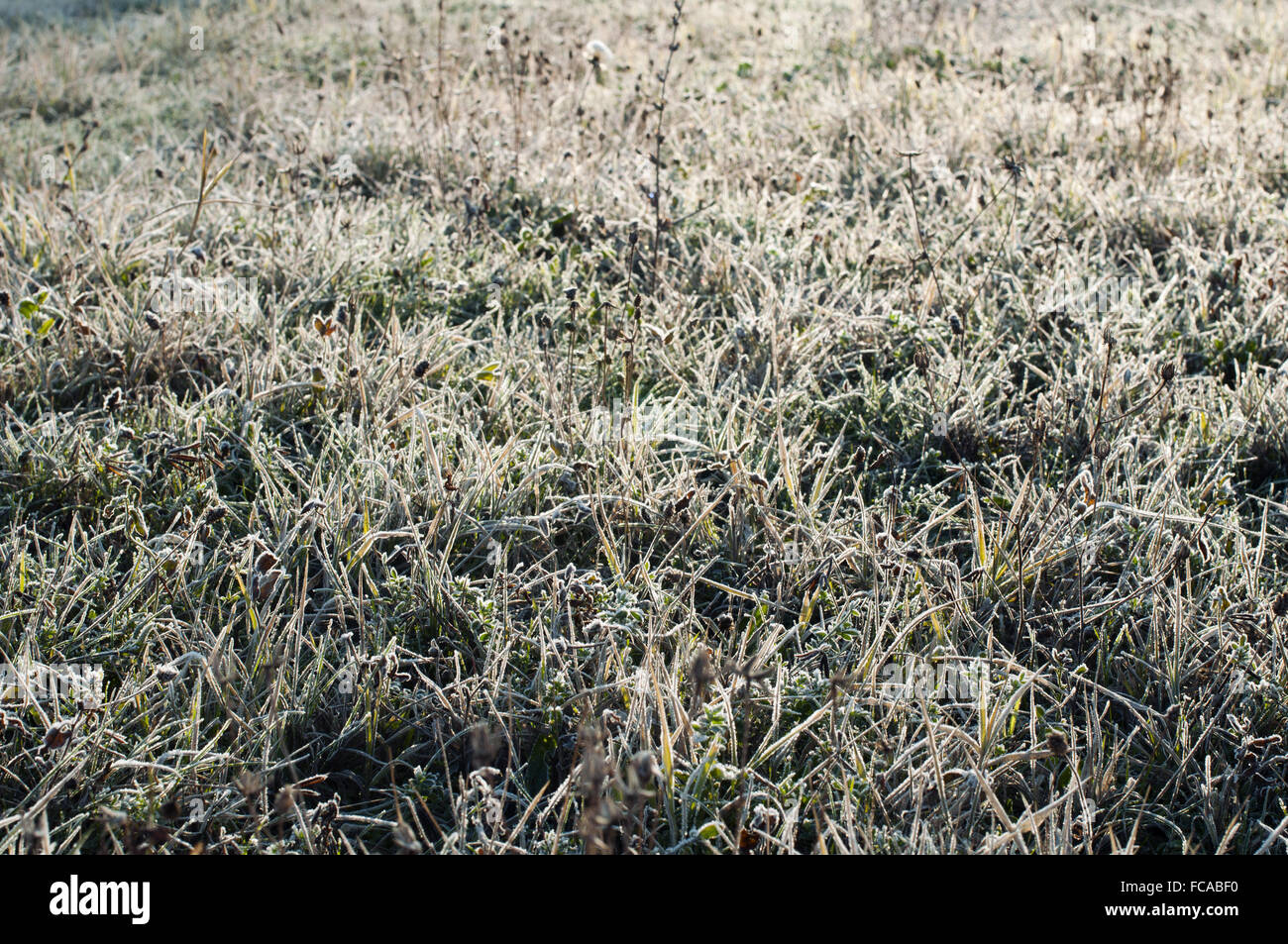 Grass with frost in winter Stock Photo - Alamy