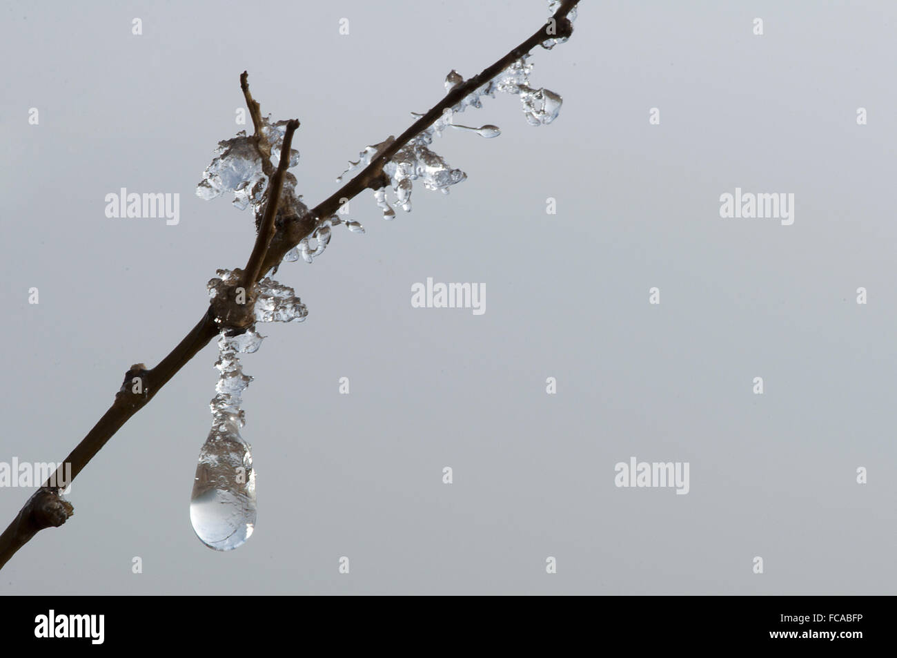 Frozen dew drops hi-res stock photography and images - Alamy