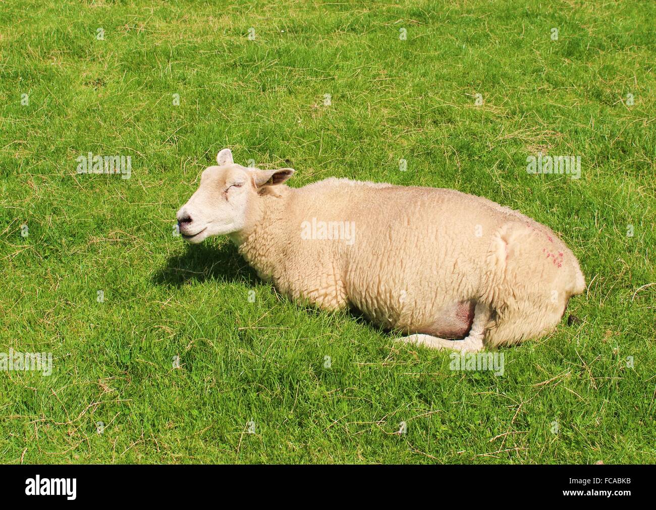Dyke sheep hi-res stock photography and images - Alamy Dyke sheep hi-res stock photography and images - Alamy