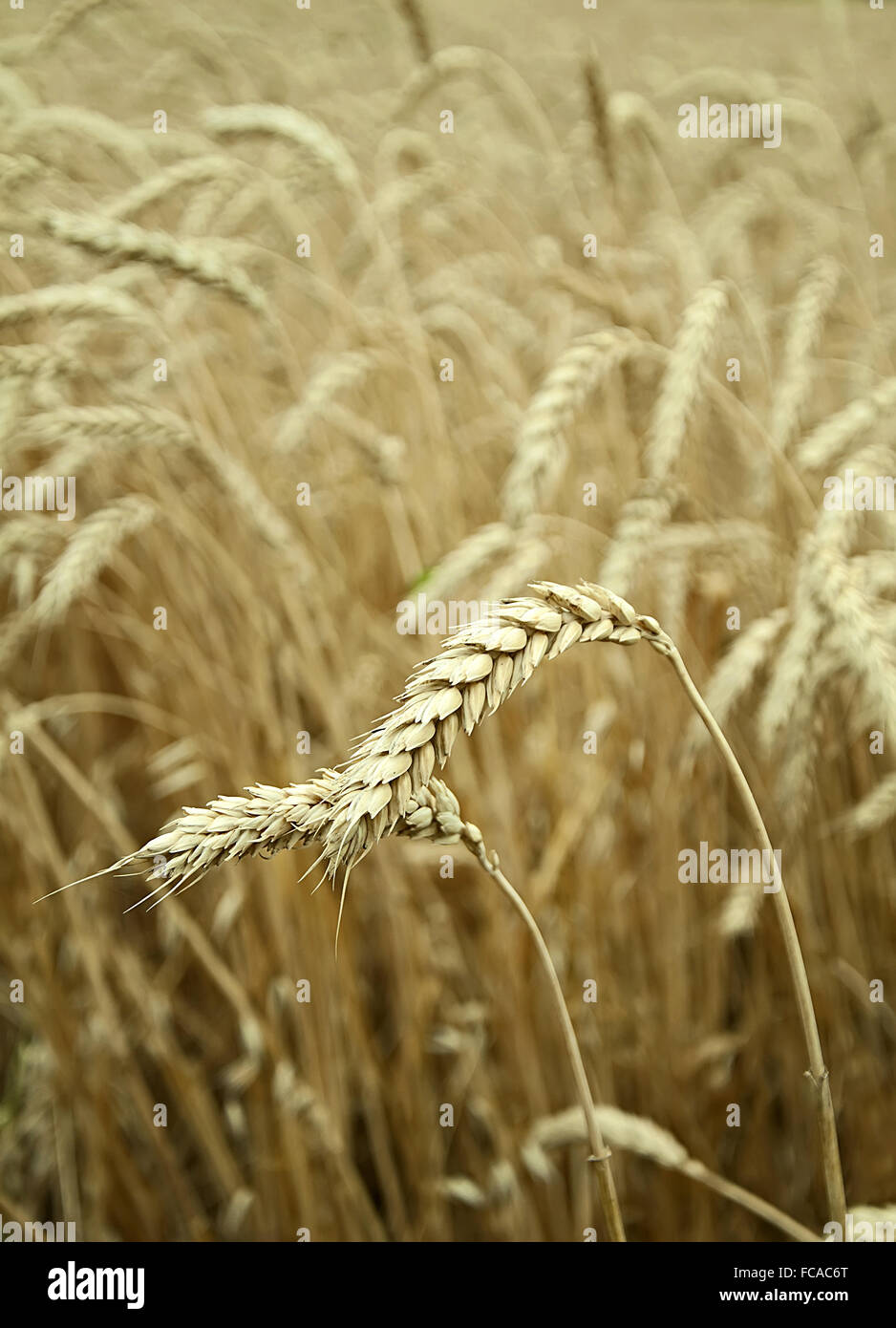 classes of wheat grain Stock Photo - Alamy