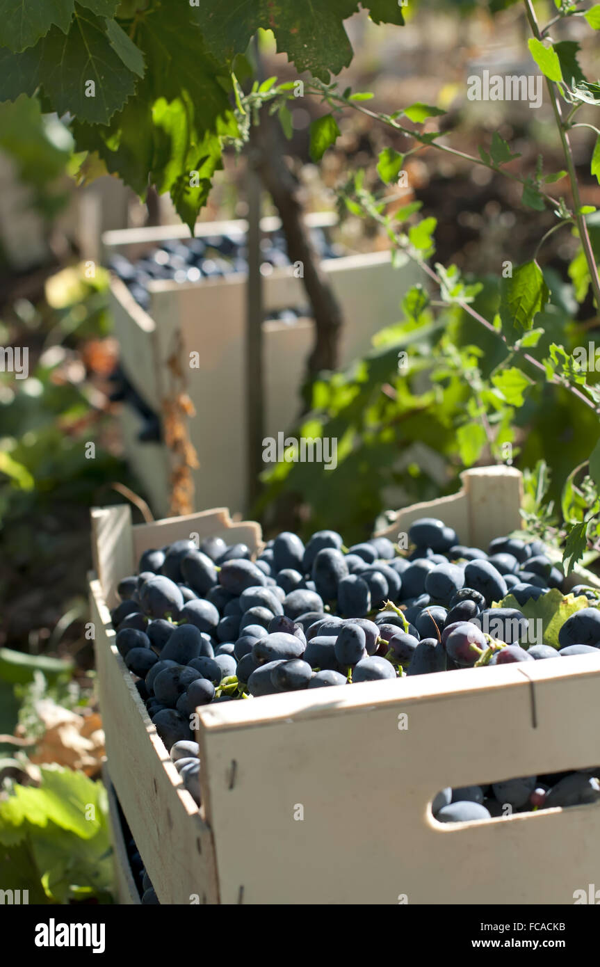 Crate of grapes in vineyards Stock Photo - Alamy