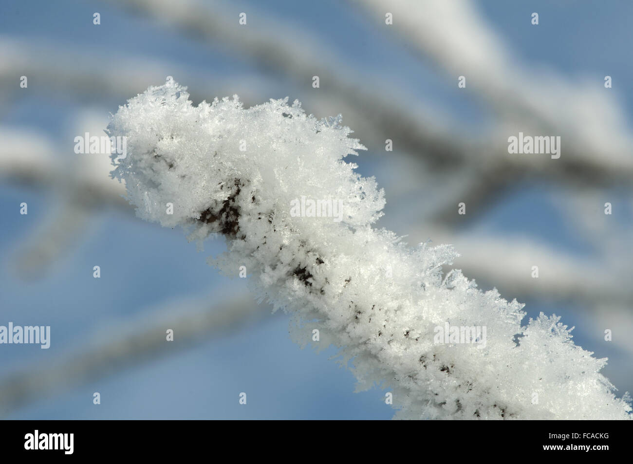 Snowy tree trunks Stock Photo - Alamy