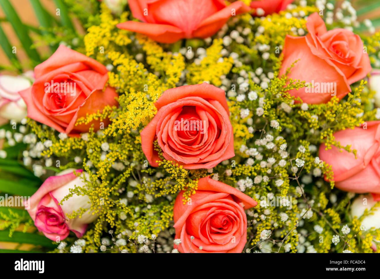 The nice roses in celebration concept Stock Photo - Alamy