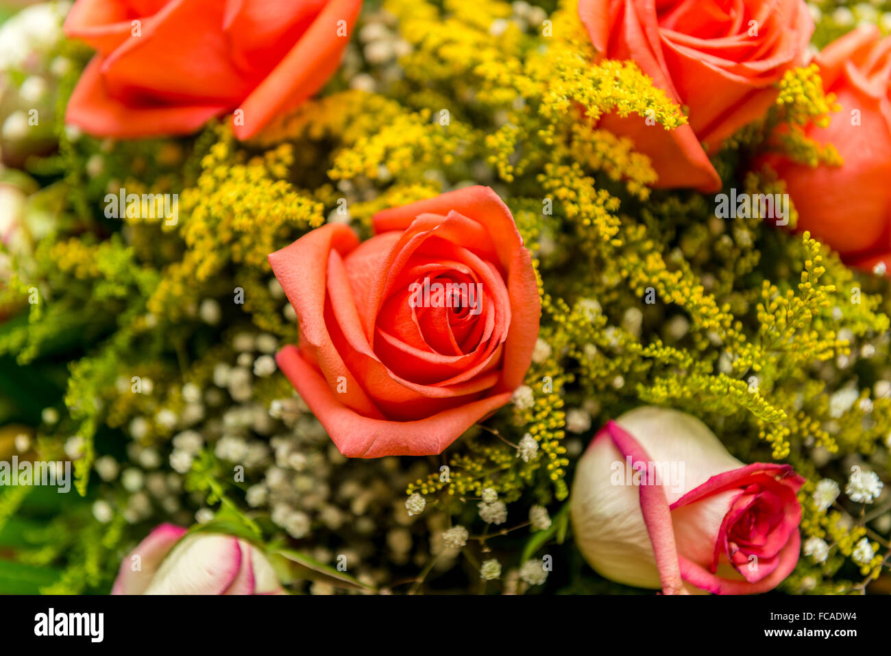 Nice roses in celebration concept Stock Photo - Alamy