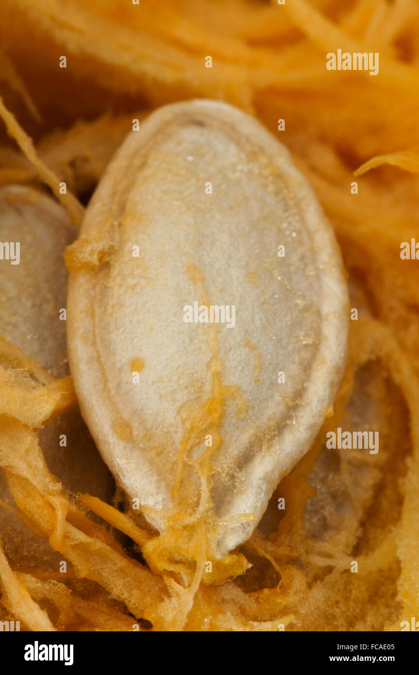 Seeds inside the pumpkin Stock Photo - Alamy
