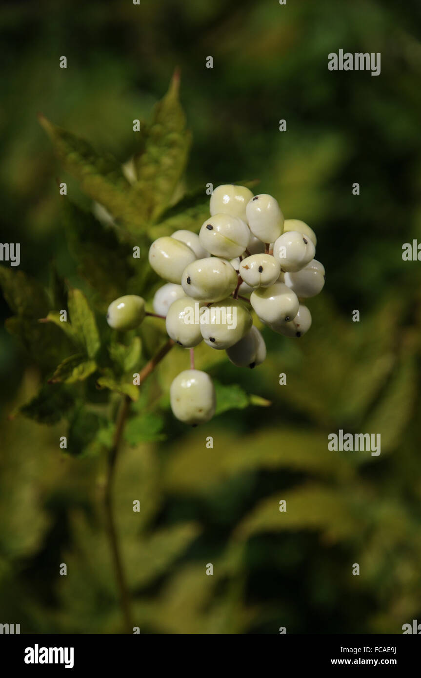 White baneberry hi-res stock photography and images - Alamy
