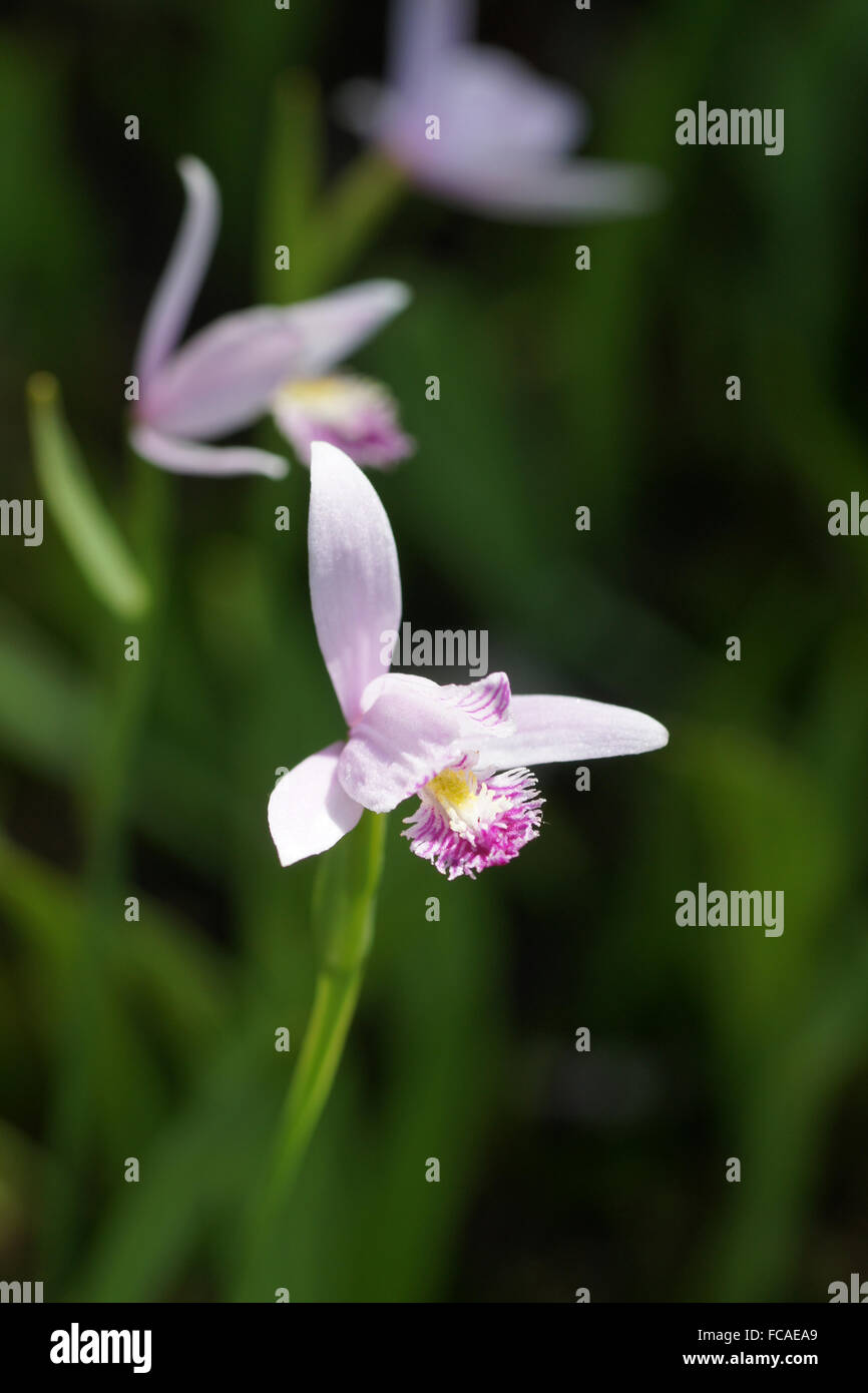 Bog rose hi-res stock photography and images - Alamy