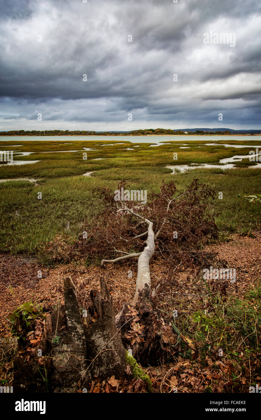 Fallen tree with stormy view of Chichester Harbour, West Sussex Stock ...