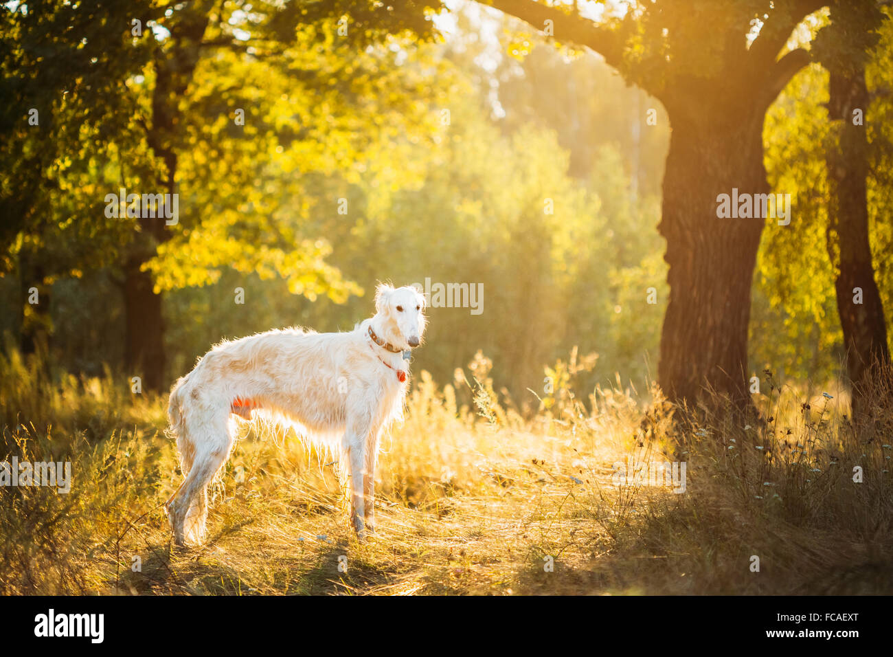 White Russian Dog, Borzoi, Hunting dog in Summer Sunset Sunrise Forest ...