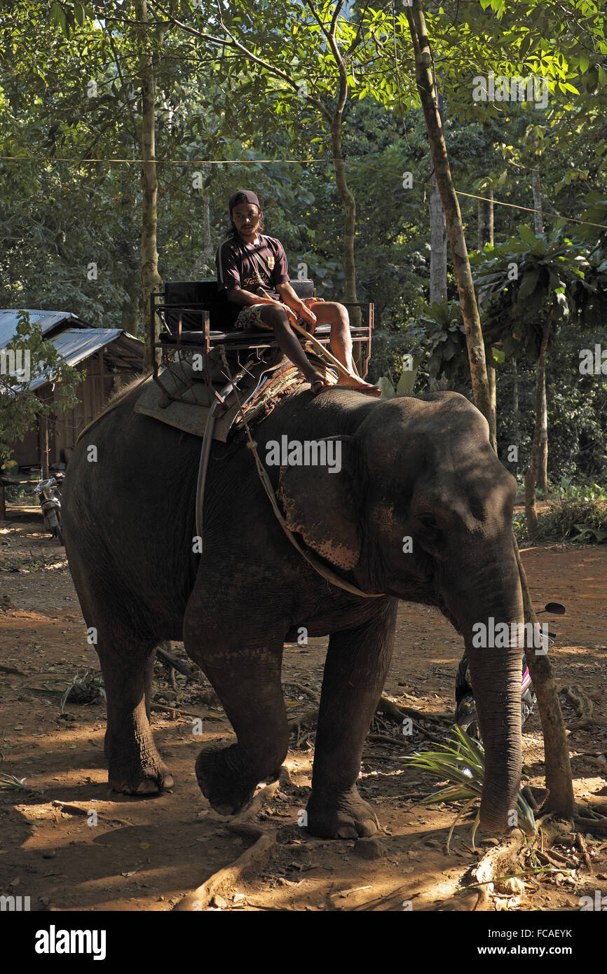 Kwan Chang (mahout) & chang (elephant), Ban Kwan Chang Elephant ...
