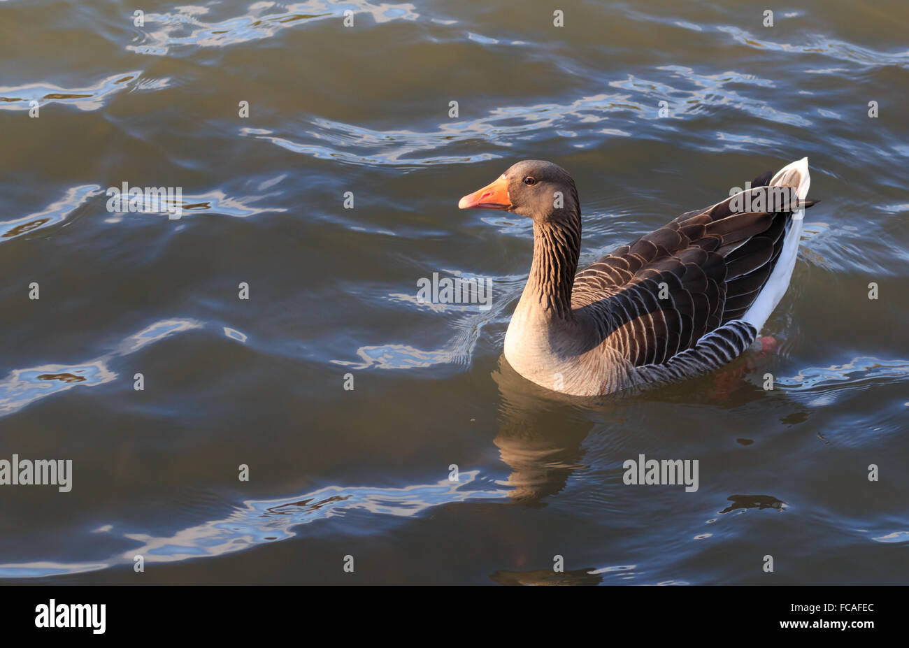 Greylag Goose swimming Stock Photo - Alamy