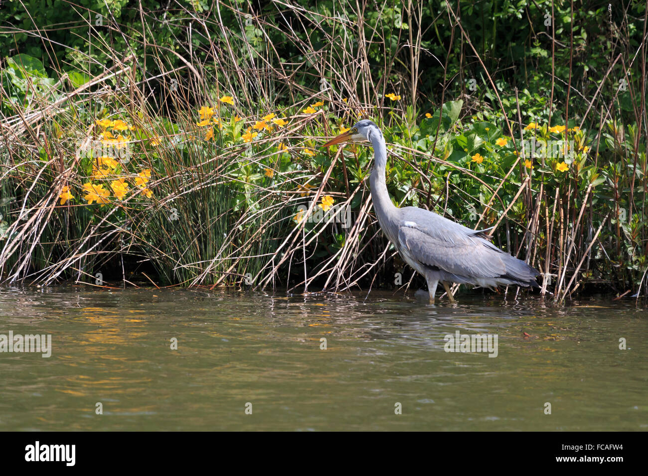 Pond fish uk hi-res stock photography and images - Alamy
