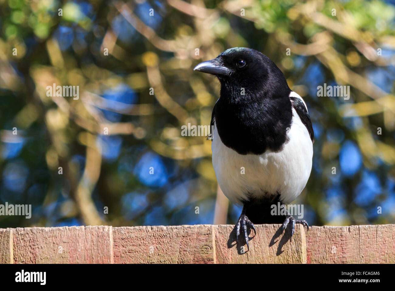 Magpie uk hi-res stock photography and images - Alamy