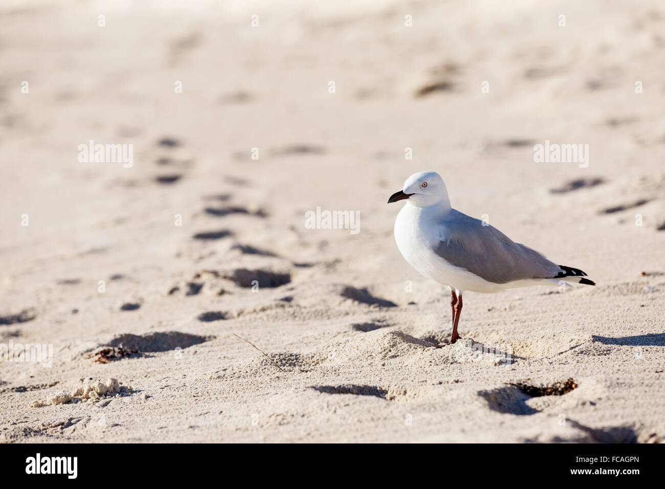 Seagull standing on sandy beach Stock Photo - Alamy