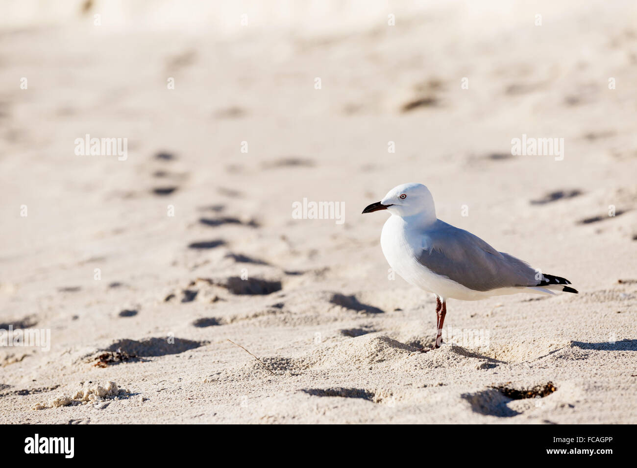 Seagull standing on sandy beach Stock Photo - Alamy