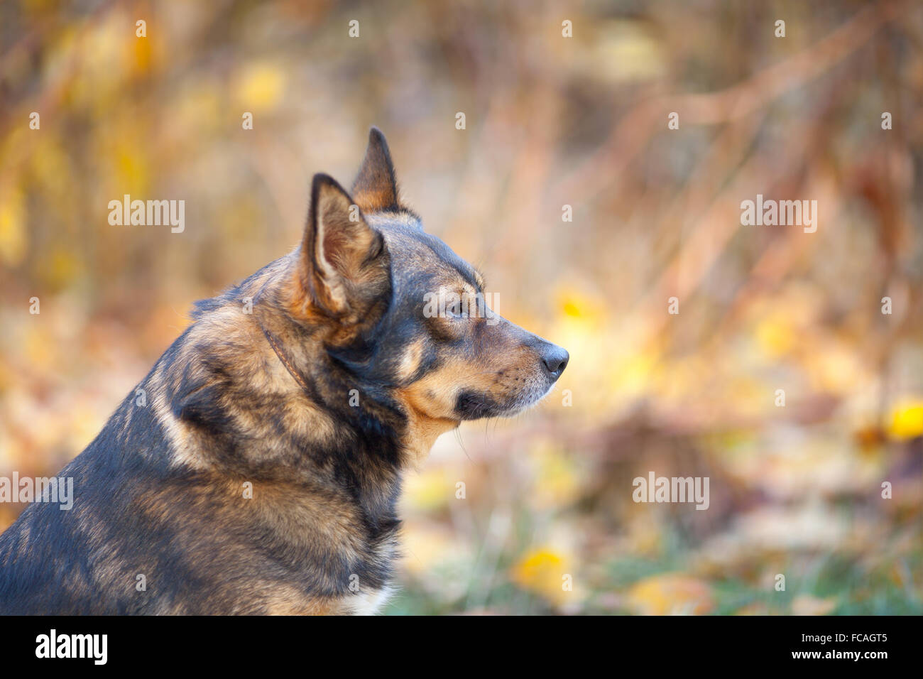 Portrait of dog outdoors in autumn Stock Photo - Alamy